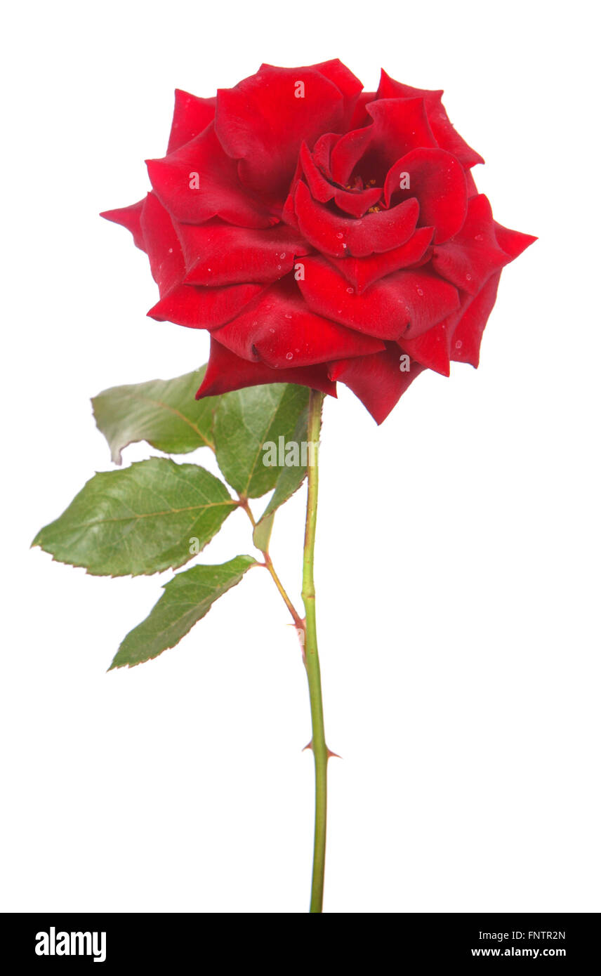 rose flower isolated on white background Stock Photo - Alamy