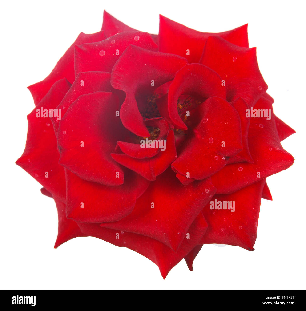 rose flower isolated on white background Stock Photo - Alamy