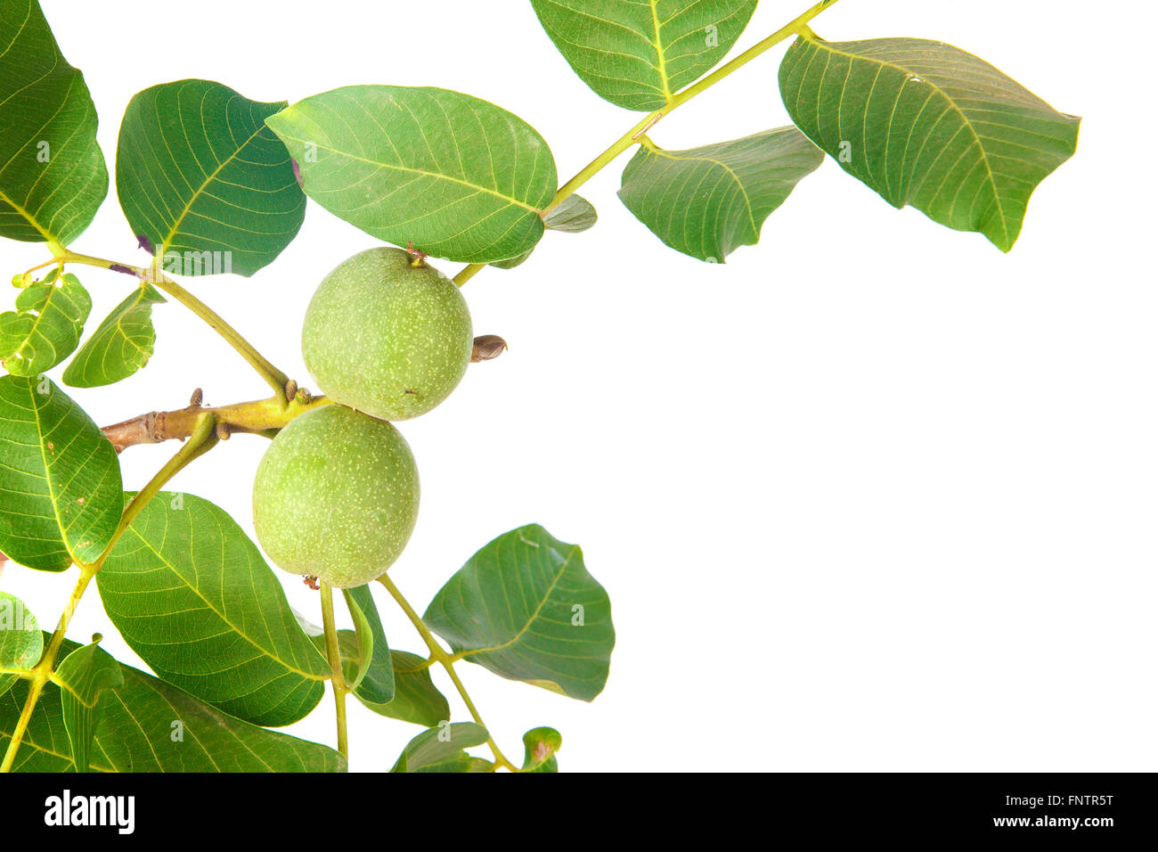 branch of walnut isolated on white background Stock Photo - Alamy