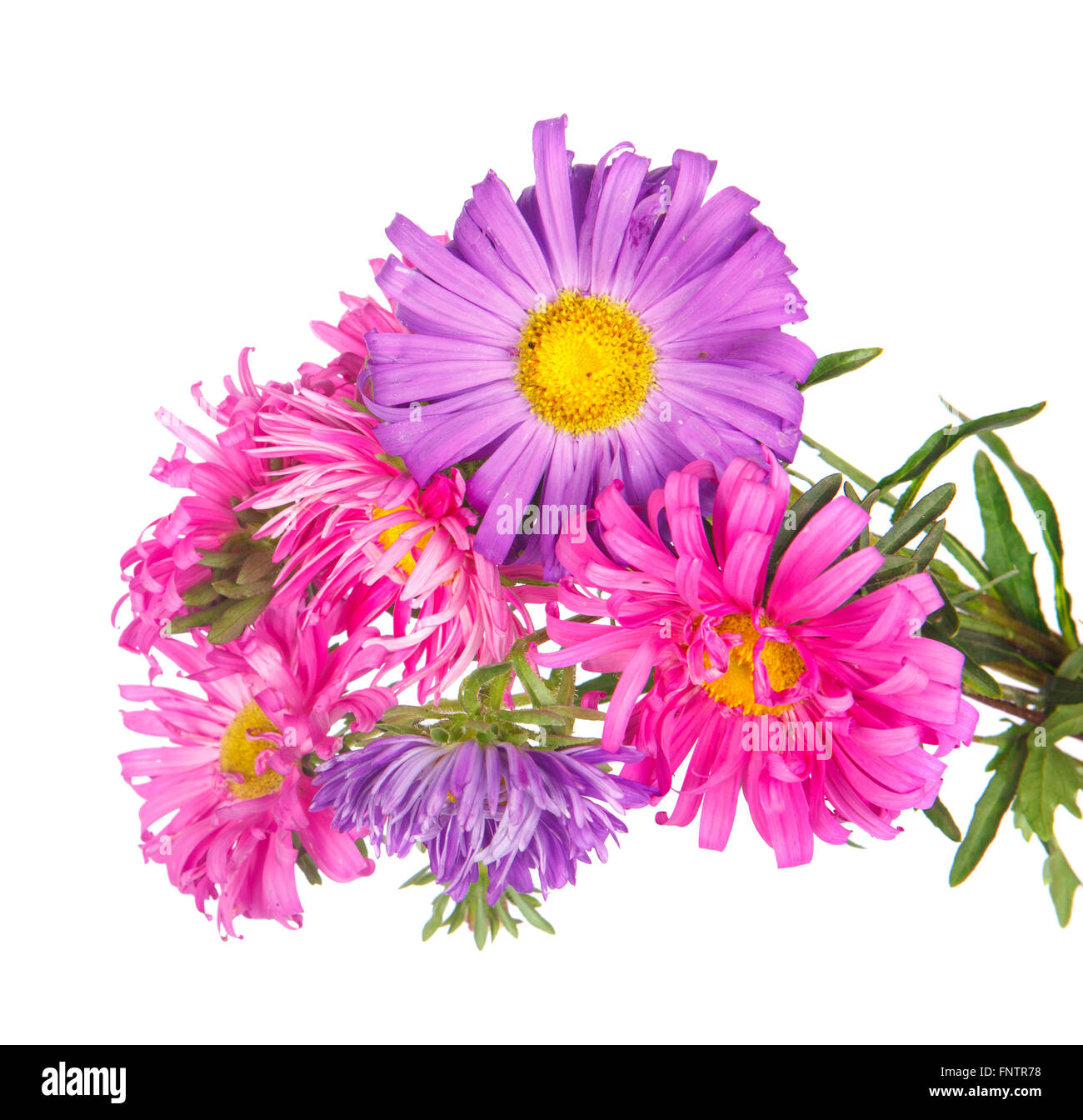bouquet of asters isolated on white background Stock Photo - Alamy