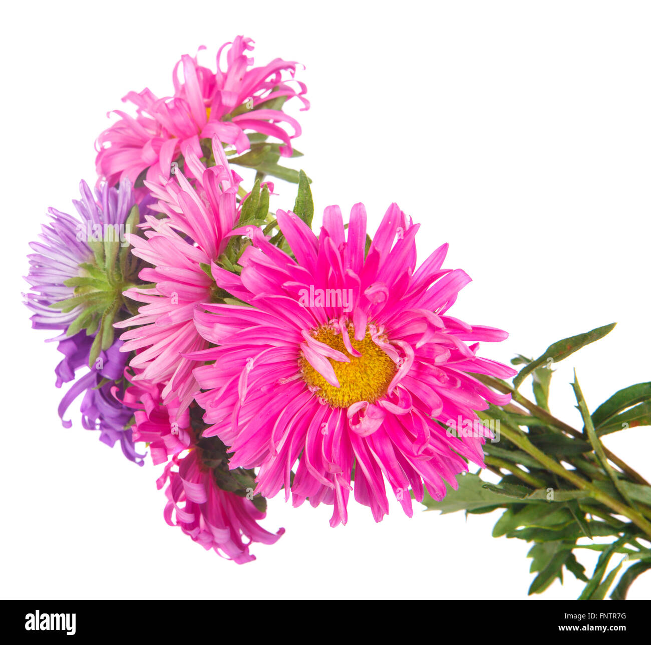 bouquet of asters isolated on white background Stock Photo - Alamy