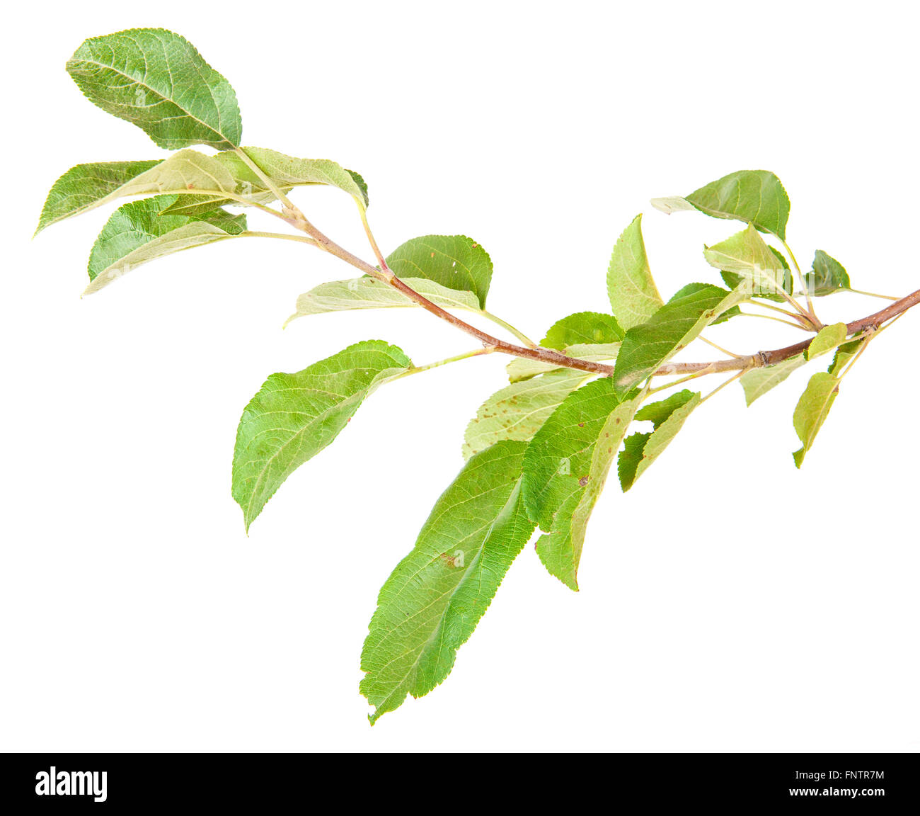 apple tree branch with leaves isolated on white background Stock Photo ...