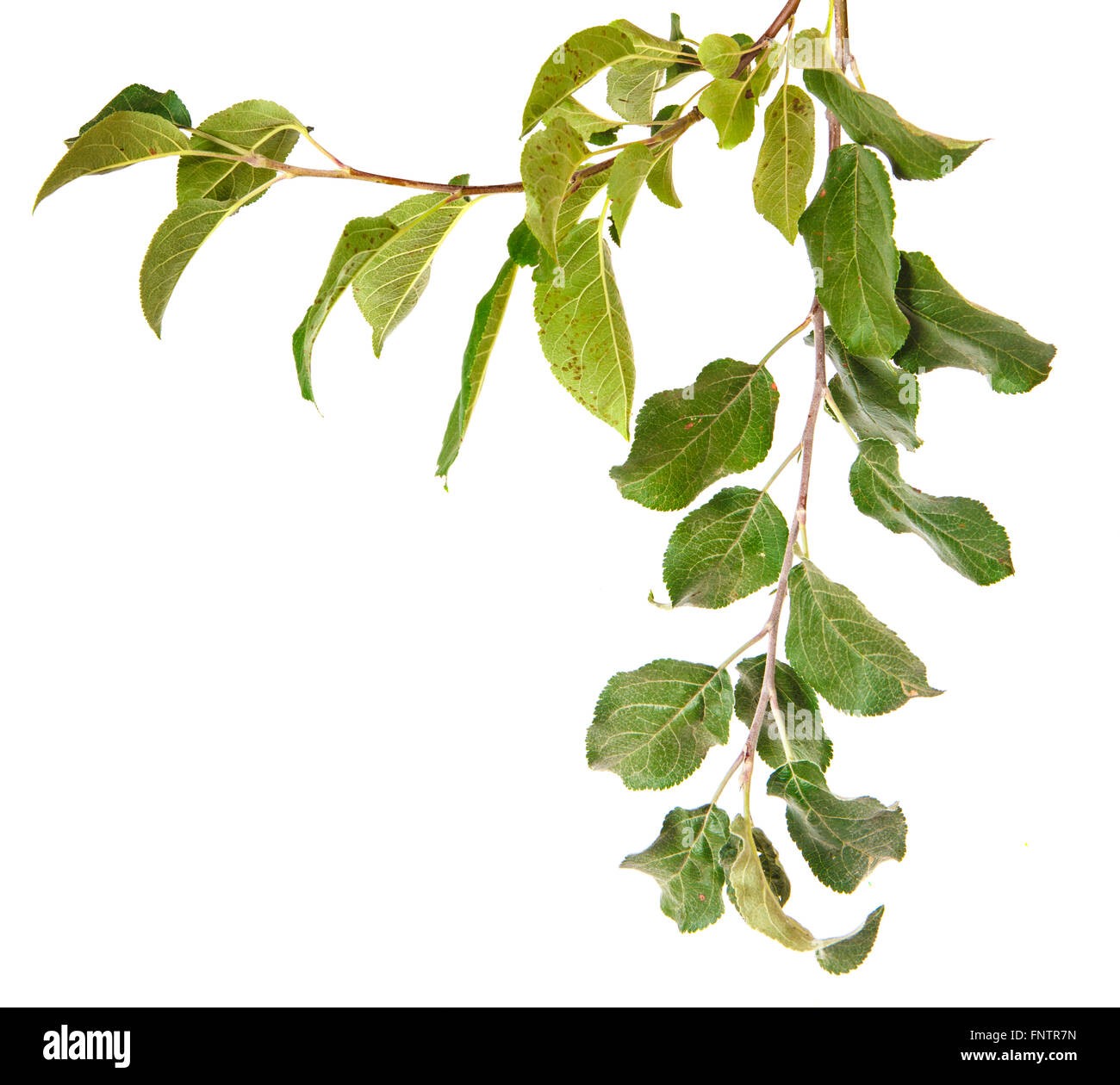 apple tree branch with leaves isolated on white background Stock Photo ...