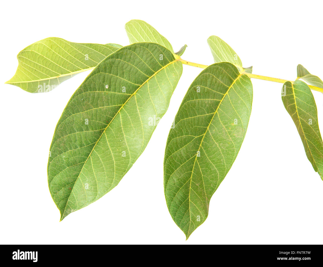 walnut leaves isolated on white background Stock Photo - Alamy