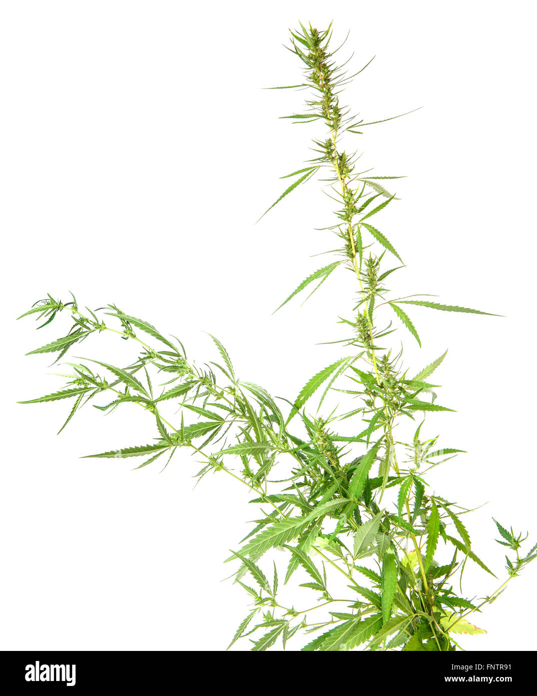 bush cannabis isolated on white background Stock Photo - Alamy
