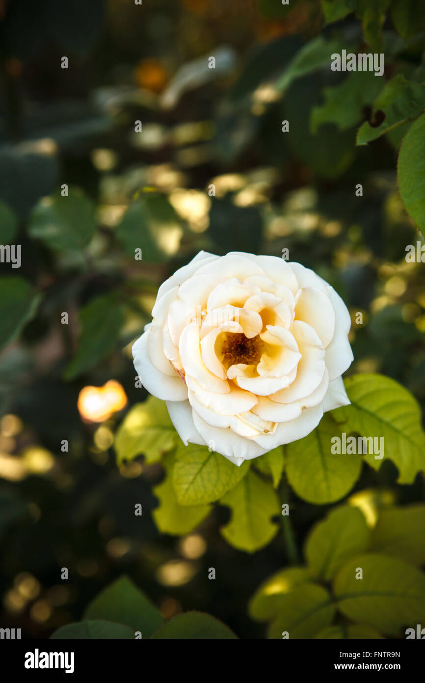 flower tea rose in flowerbed Stock Photo - Alamy