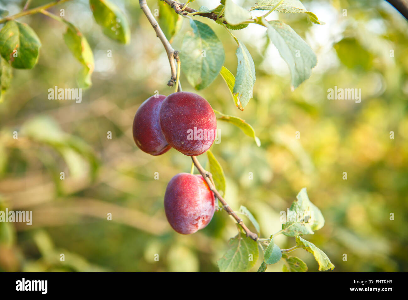 Ripe plums on the tree branch Stock Photo - Alamy