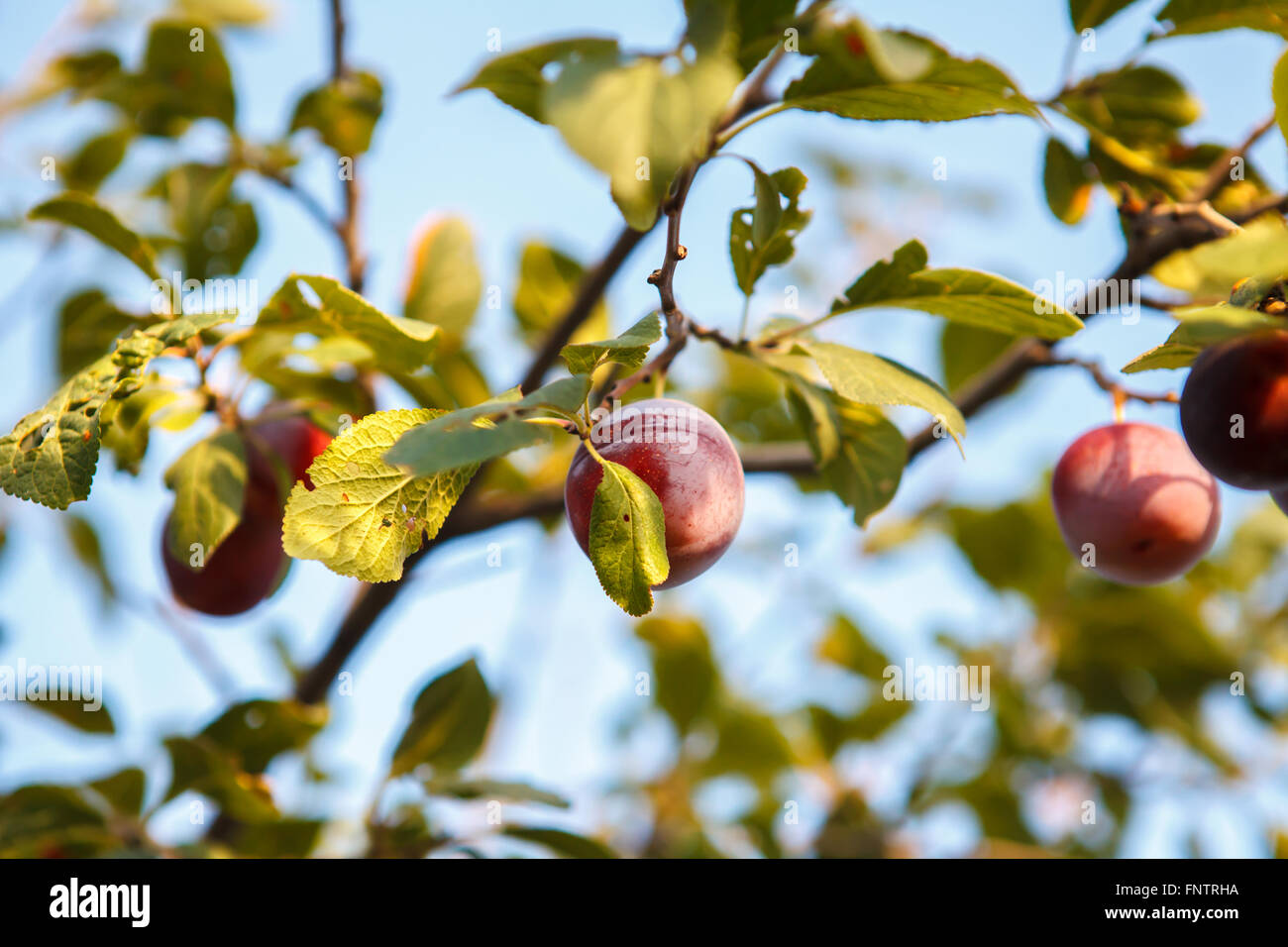 Ripe plums on the tree branch Stock Photo - Alamy