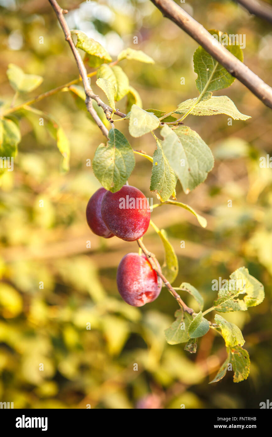 Ripe plums on the tree branch Stock Photo - Alamy