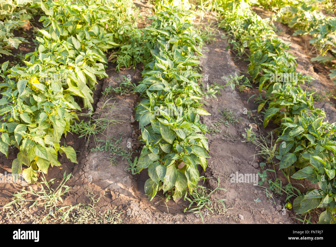 Season sweet hi-res stock photography and images - Alamy