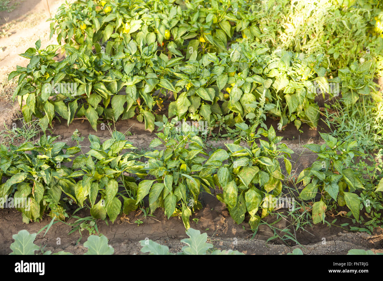 bed with sweet pepper Stock Photo - Alamy