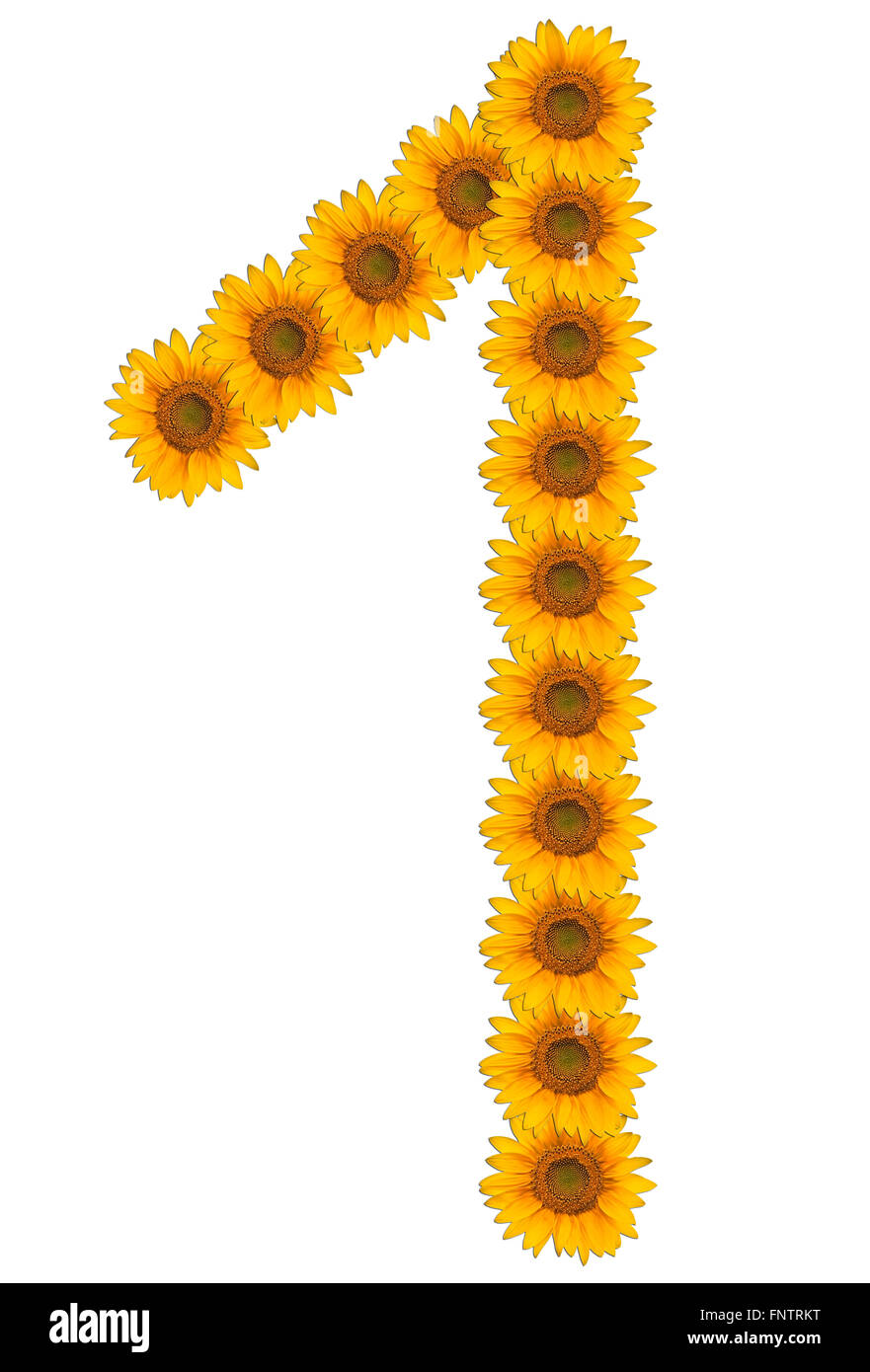 numbers of flowers of sunflower on a white background Stock Photo - Alamy