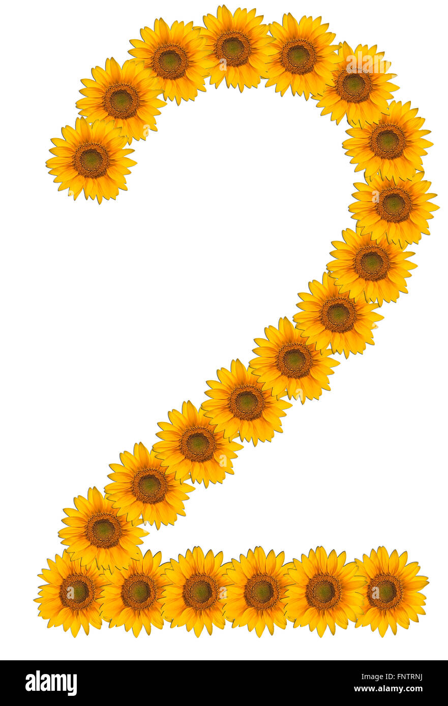 numbers of flowers of sunflower on a white background Stock Photo - Alamy