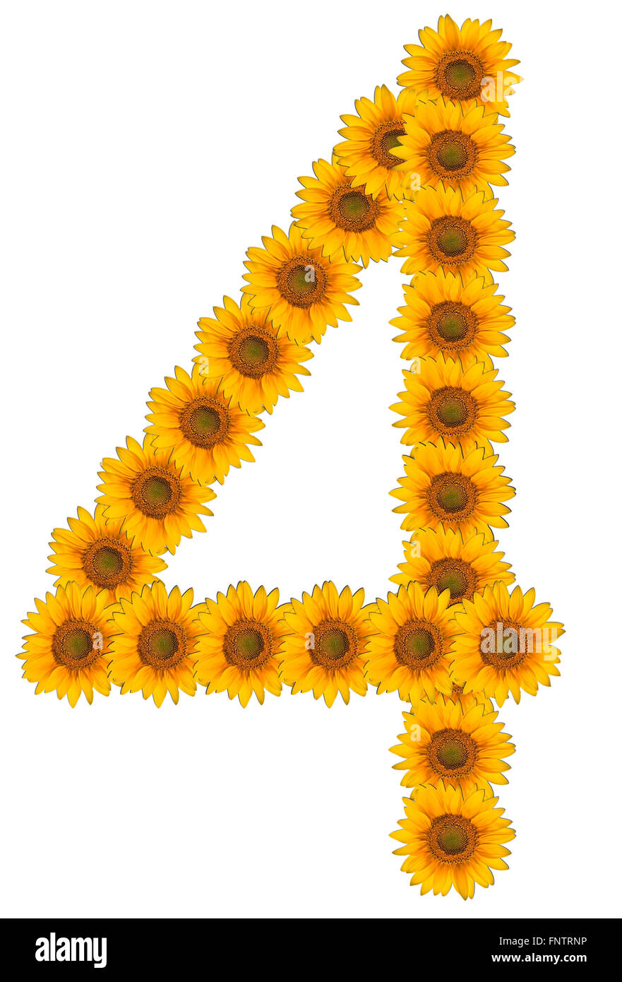 numbers of flowers of sunflower on a white background Stock Photo - Alamy