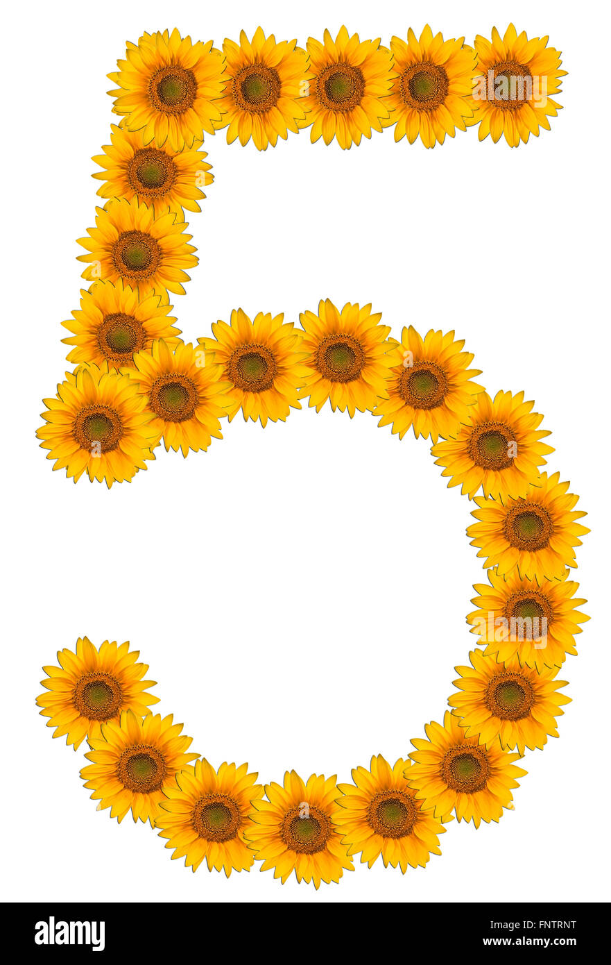 numbers of flowers of sunflower on a white background Stock Photo - Alamy