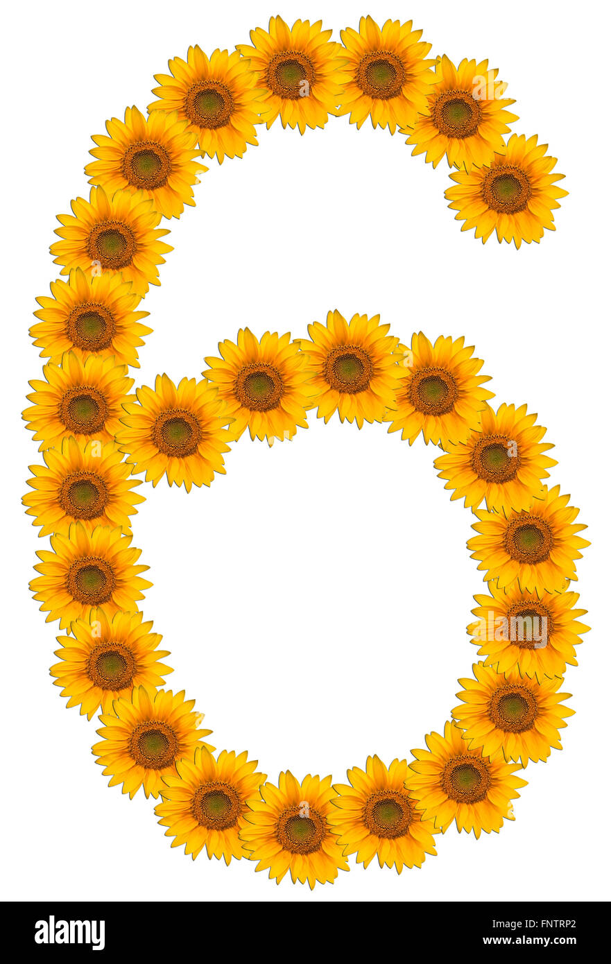 numbers of flowers of sunflower on a white background Stock Photo - Alamy