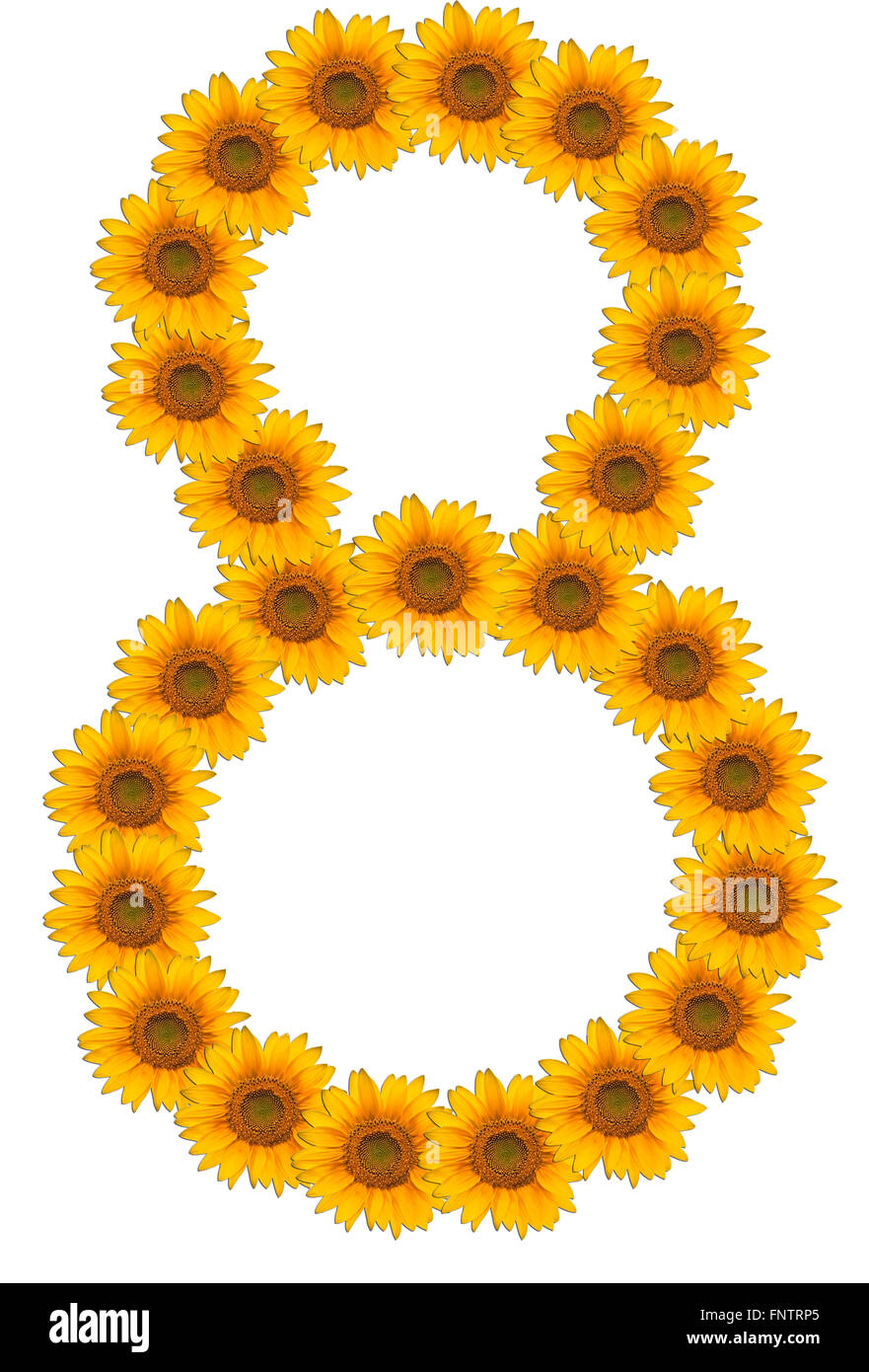 numbers of flowers of sunflower on a white background Stock Photo - Alamy
