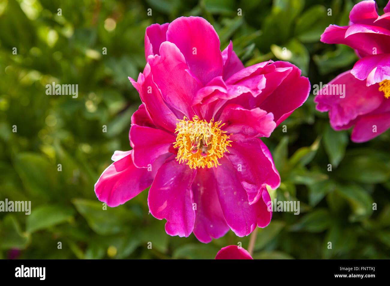 flower fades peony in the garden Stock Photo - Alamy