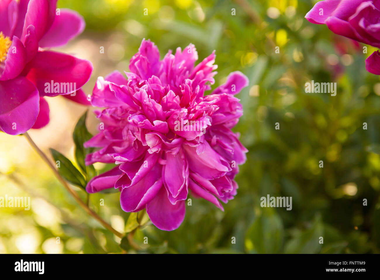 flower fades peony in the garden Stock Photo - Alamy