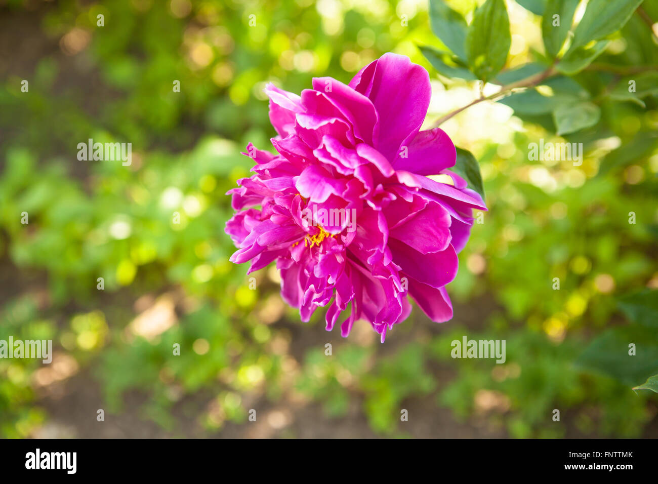 Flower bed flora hi-res stock photography and images - Alamy