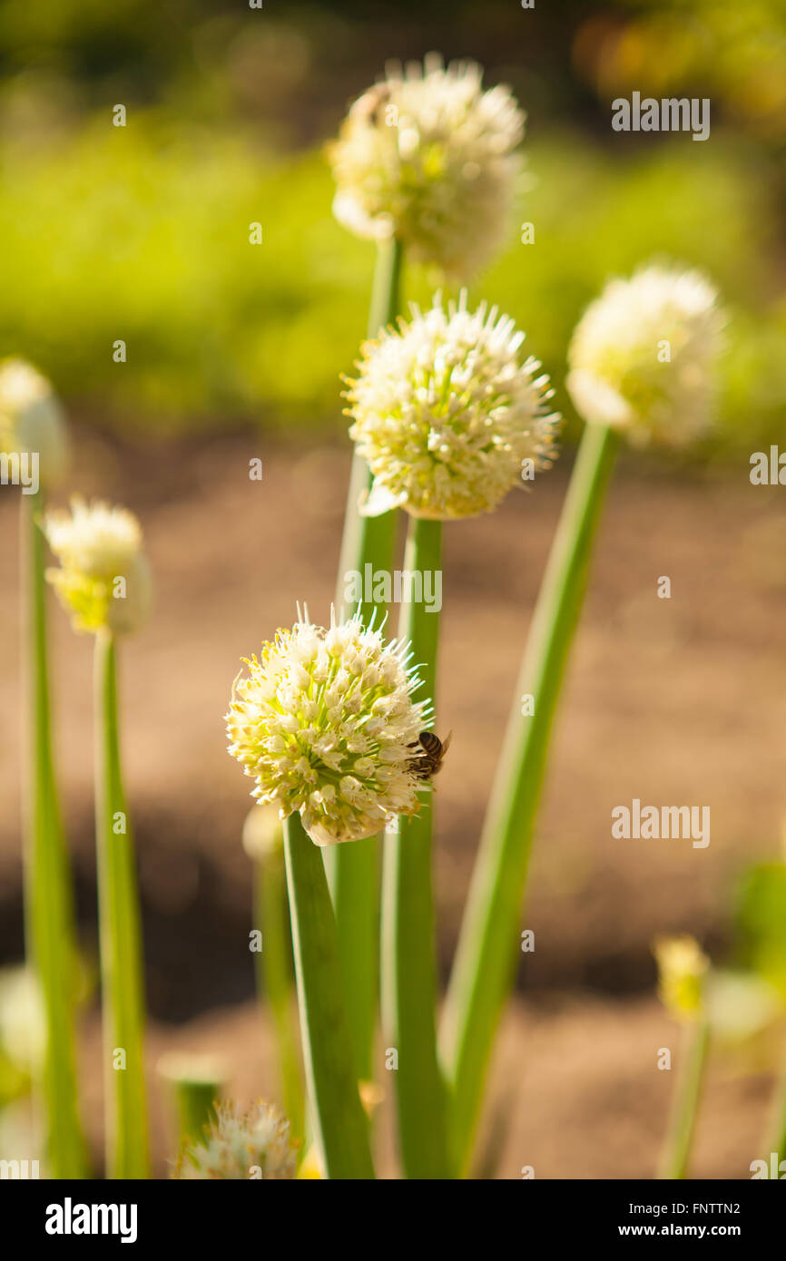 blooming onions in the garden Stock Photo - Alamy