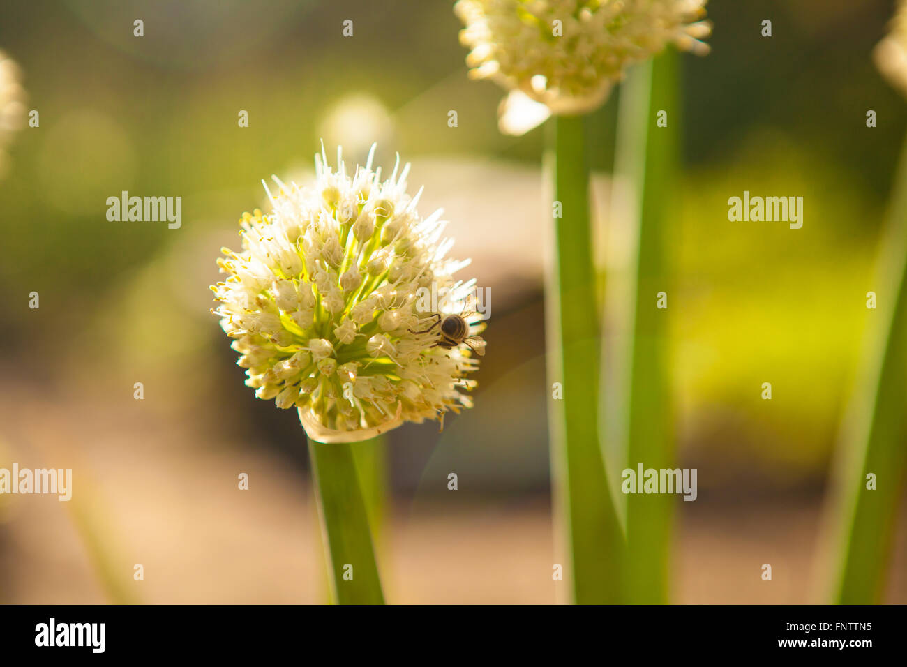 blooming onions in the garden Stock Photo - Alamy
