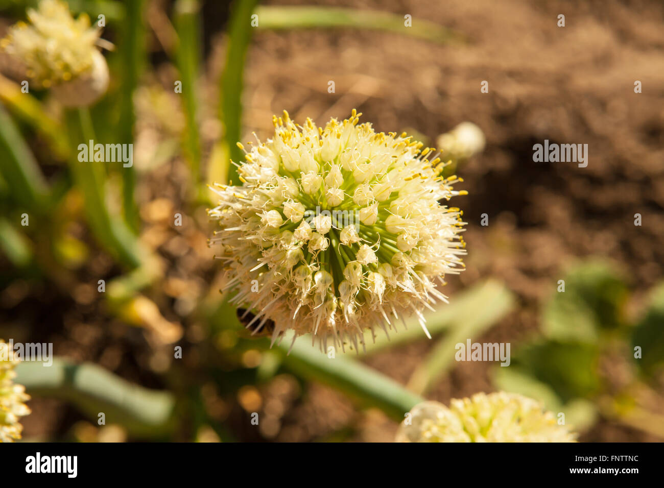 blooming onions in the garden Stock Photo - Alamy