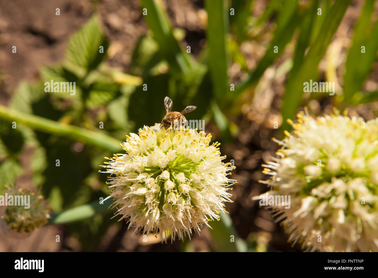 blooming onions in the garden Stock Photo - Alamy
