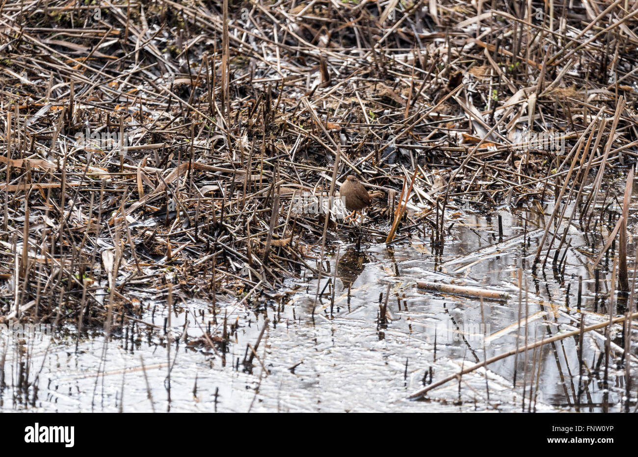 A Wren foraging at the water's edge Stock Photo - Alamy