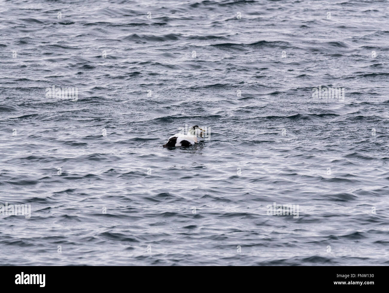 A male Eider Duck feeding on a marine snail Stock Photo - Alamy