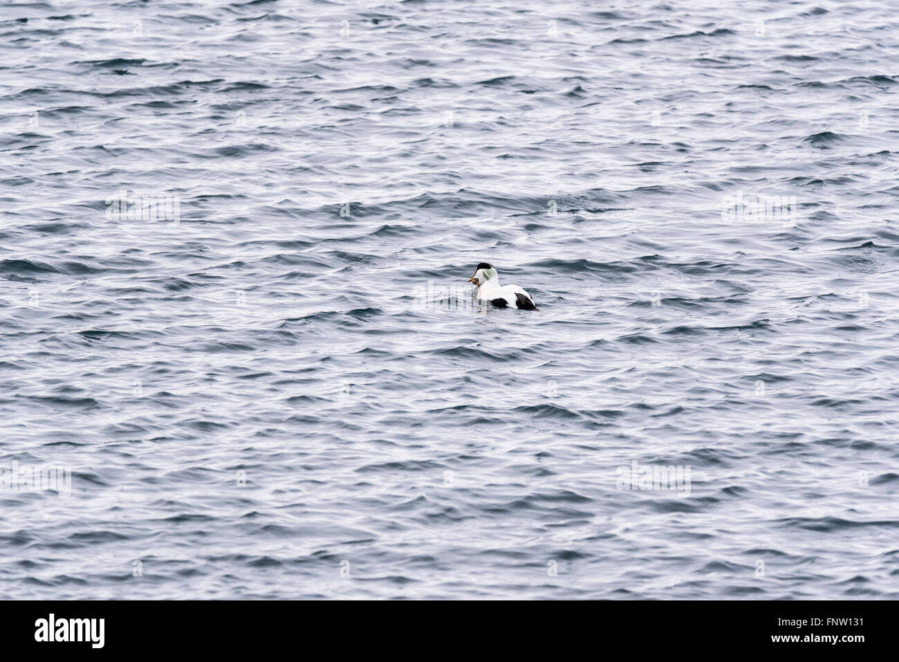 A male Eider Duck feeding on a marine snail Stock Photo - Alamy