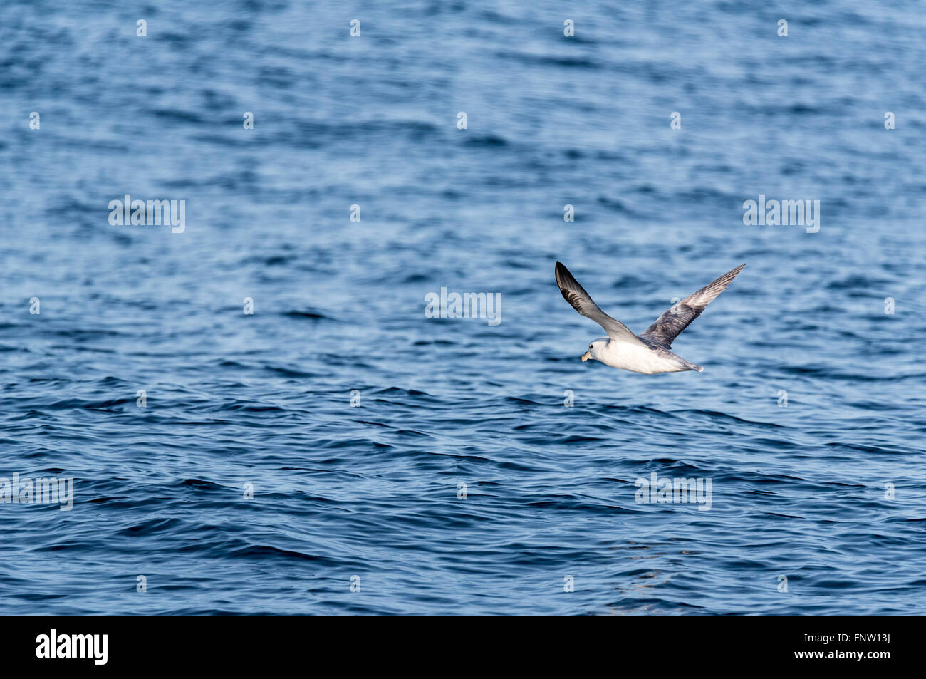 A flying Fulmar against the bright blue sea off Iceland Stock Photo - Alamy