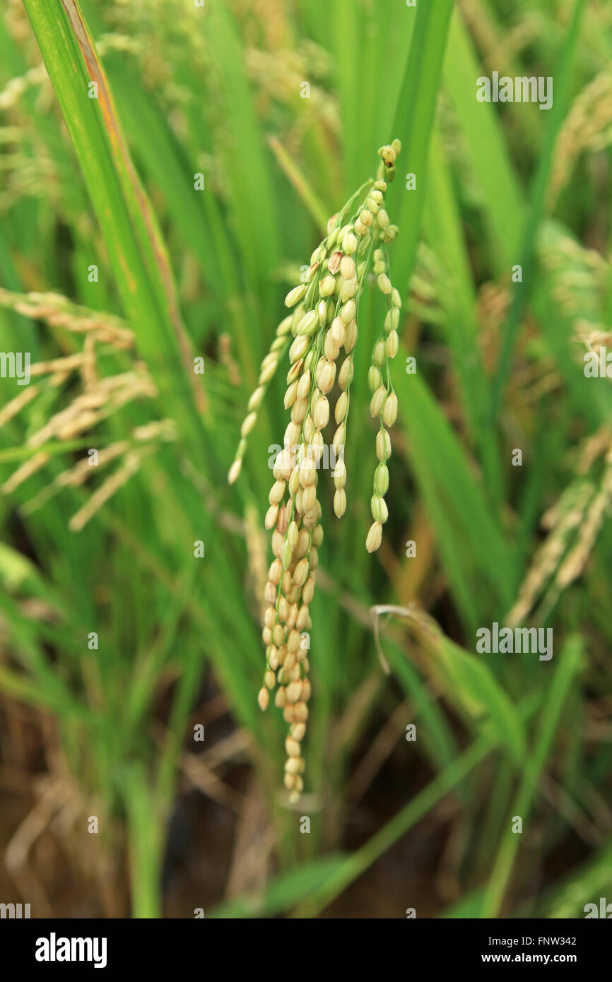 Branch of rice on paddy field background Stock Photo - Alamy