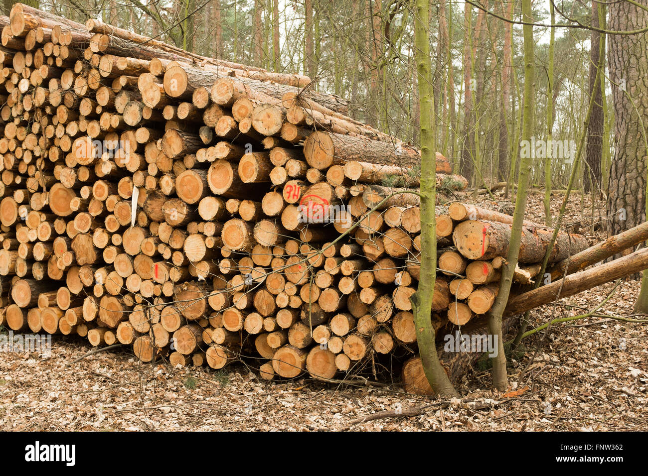 BERLIN, MARCH 10: Wooden saw / timber harvesting in the "Westlicher ...