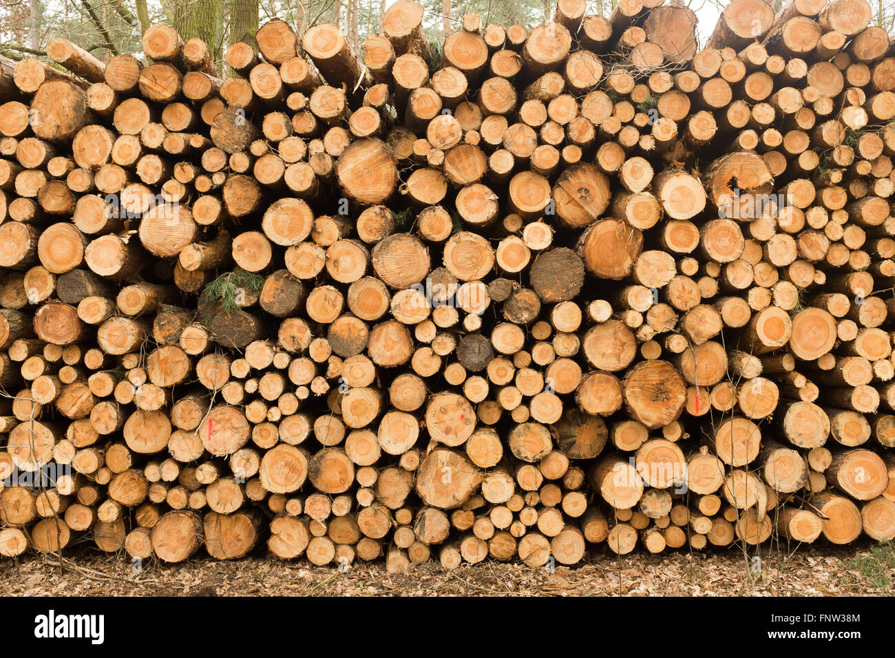 BERLIN, MARCH 10: Wooden saw / timber harvesting in the "Westlicher ...