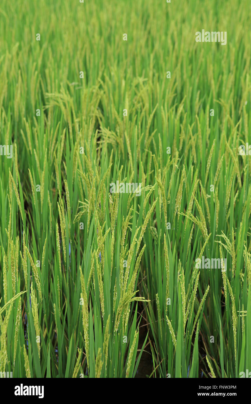 Branch of rice on paddy field background Stock Photo - Alamy