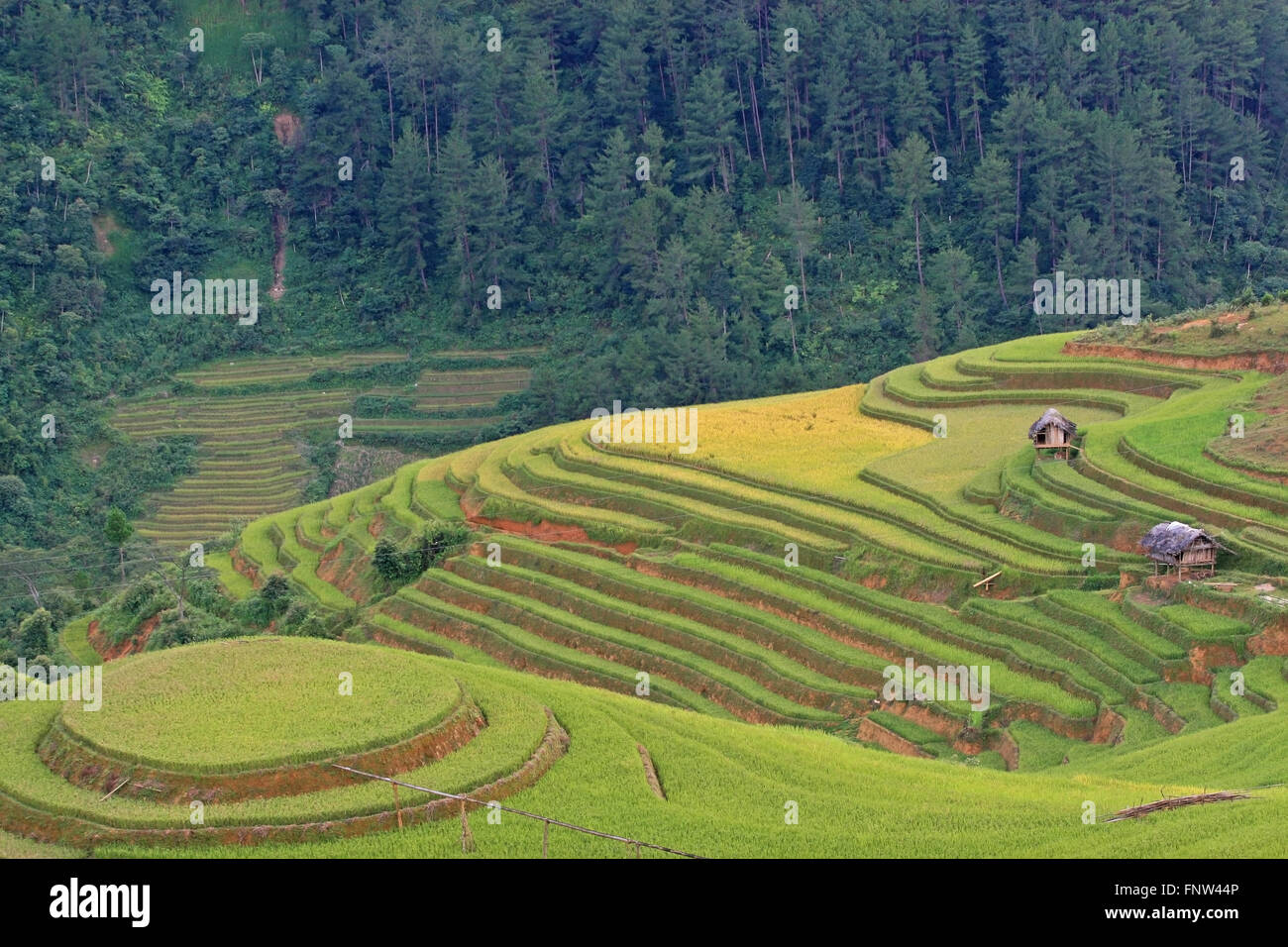 Rice paddy area hi-res stock photography and images - Alamy