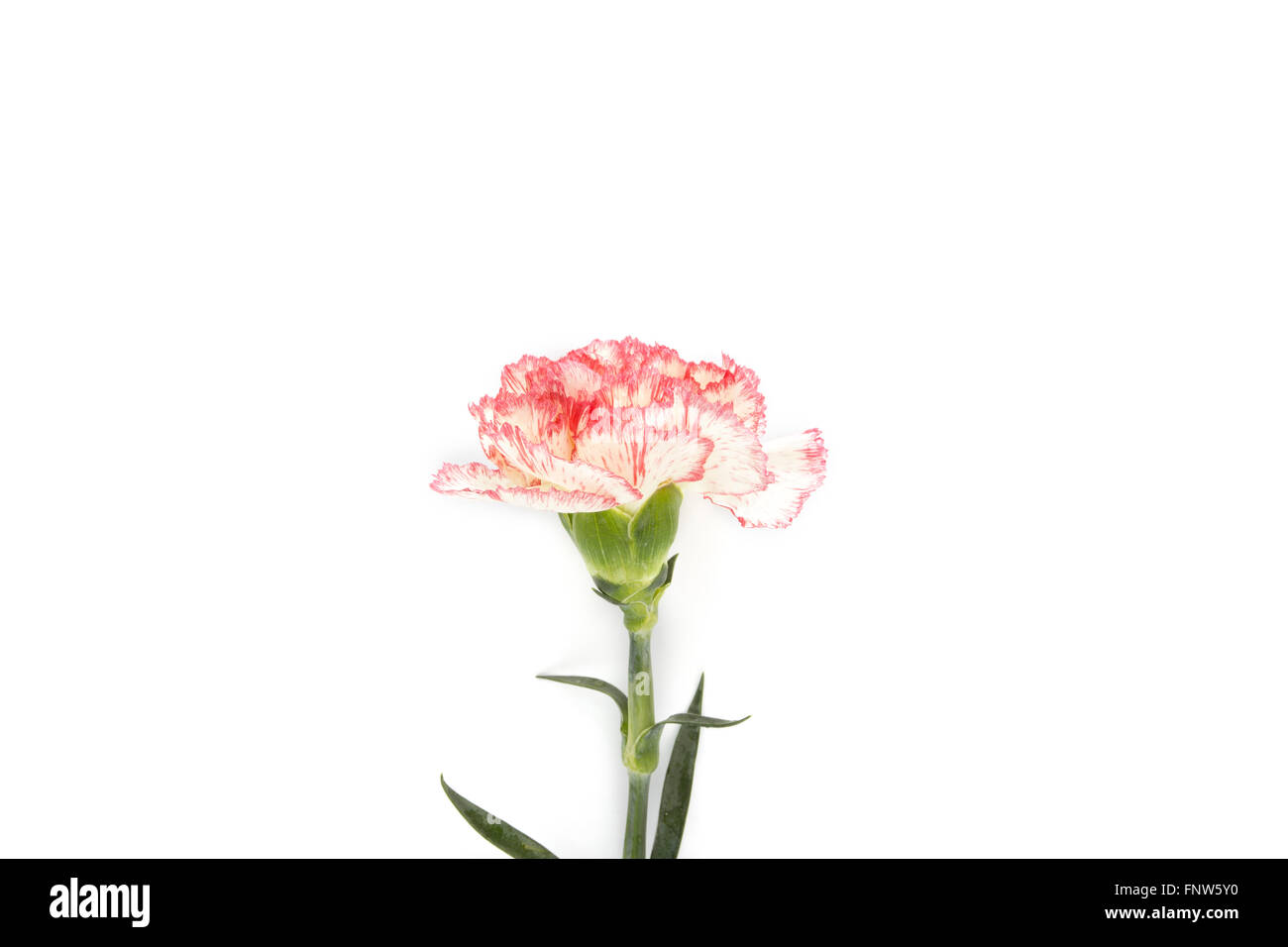 Carnation on white Background Stock Photo - Alamy