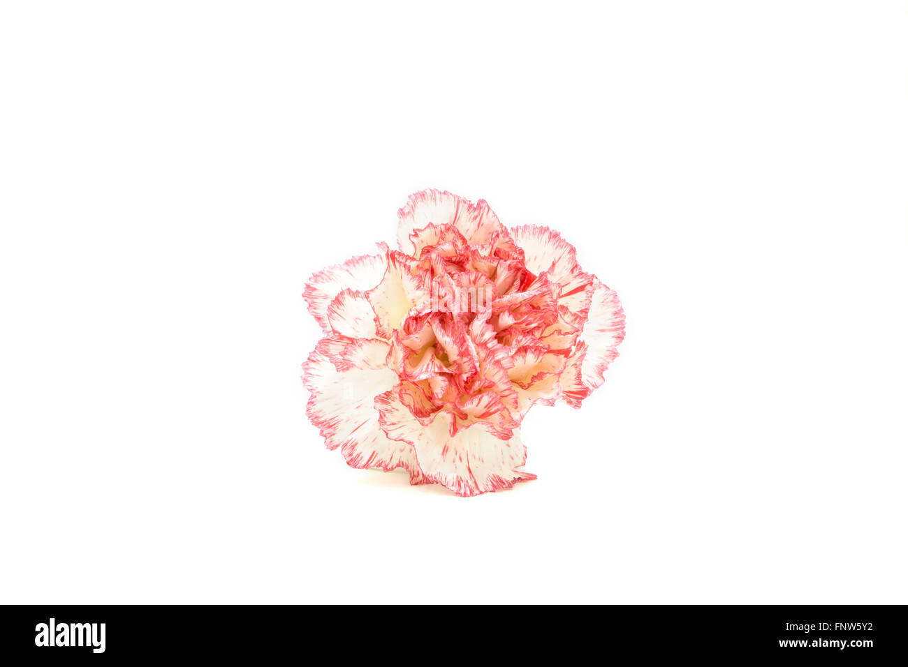 Carnation on white Background Stock Photo - Alamy