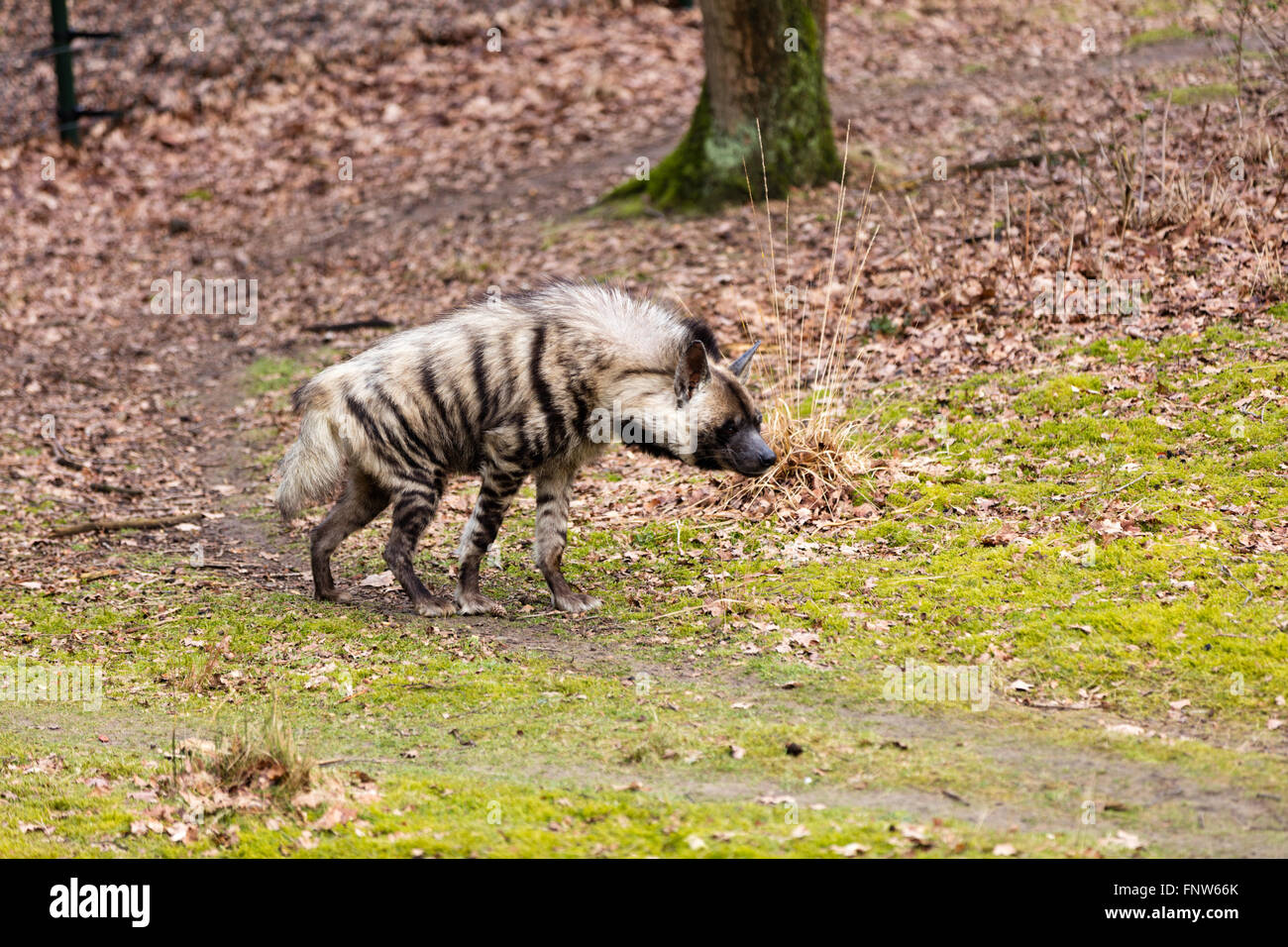 Hyena walking in forest hi-res stock photography and images - Alamy