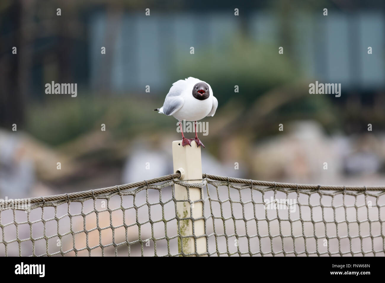 seagull screaming on pole with net Stock Photo - Alamy