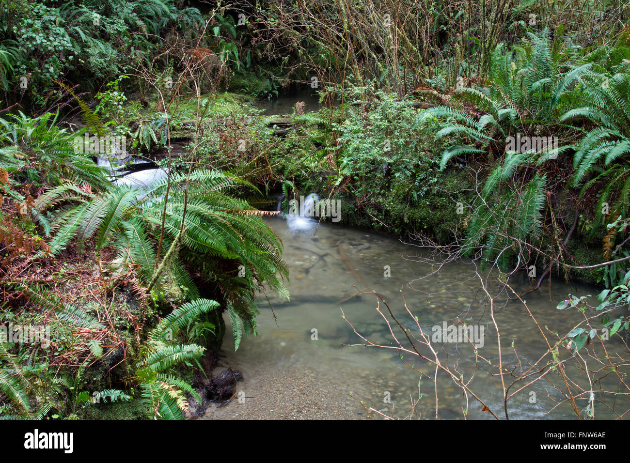 Redwood forest stream hi-res stock photography and images - Alamy