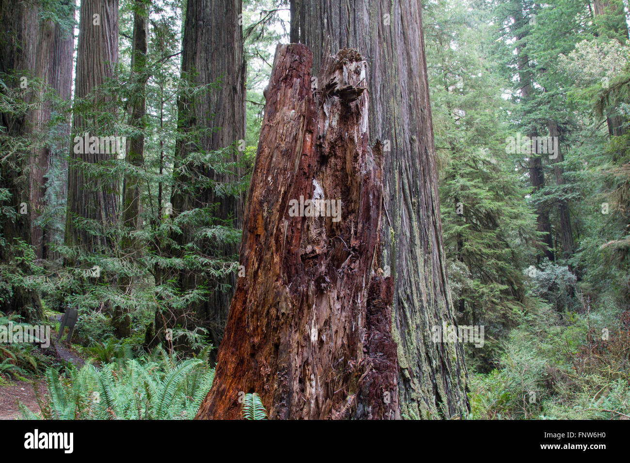 Redwood Tree Stump