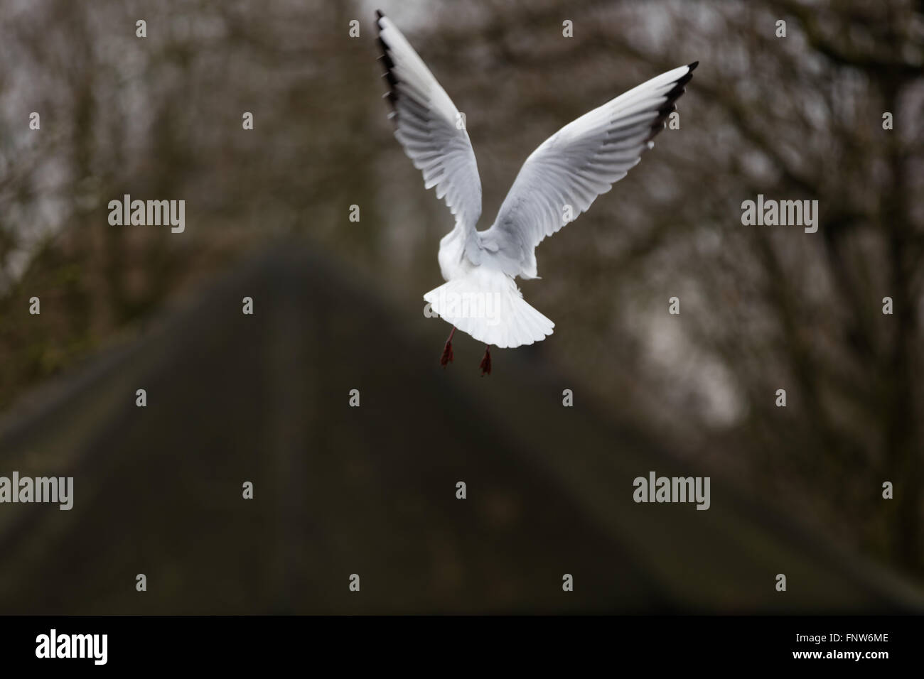 seagull flying away and leaving Stock Photo - Alamy