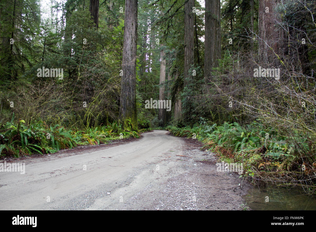 California redwoods road hi-res stock photography and images - Alamy