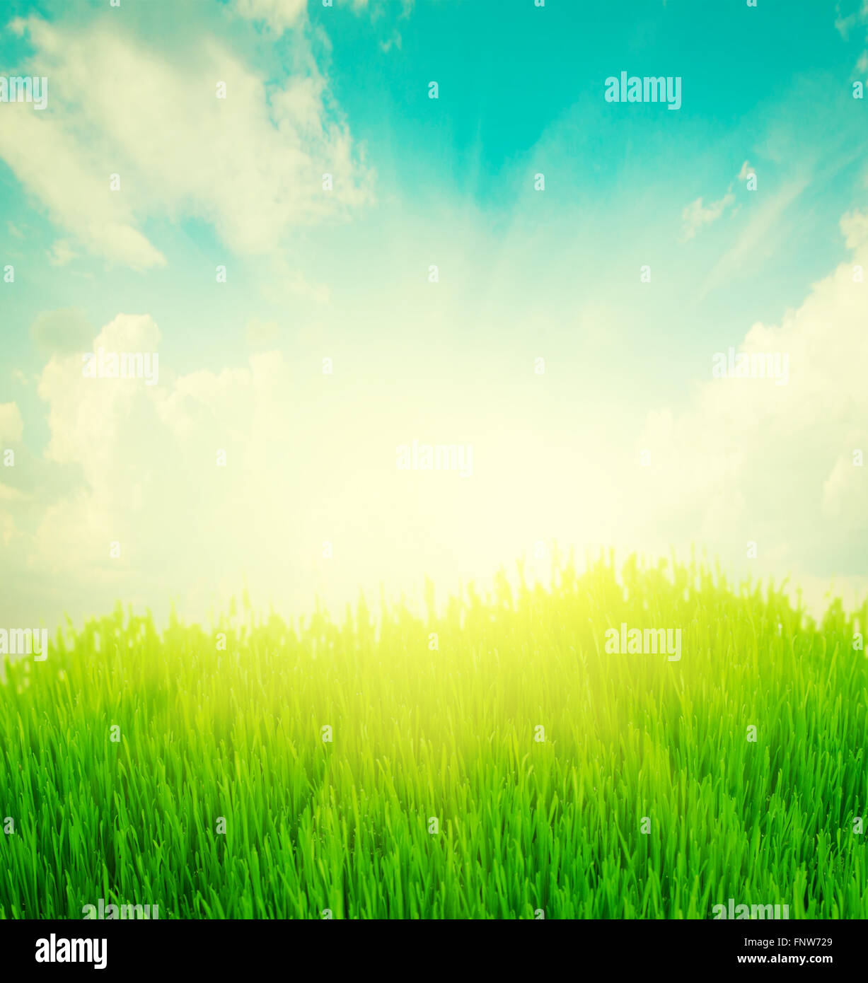 rising sun and green grass under blue sky Stock Photo - Alamy
