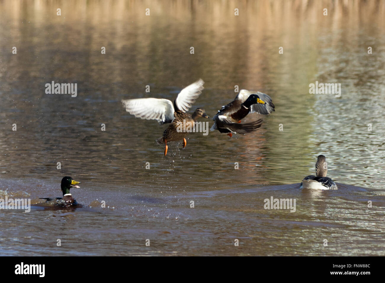 Flying ducks water hi-res stock photography and images - Alamy