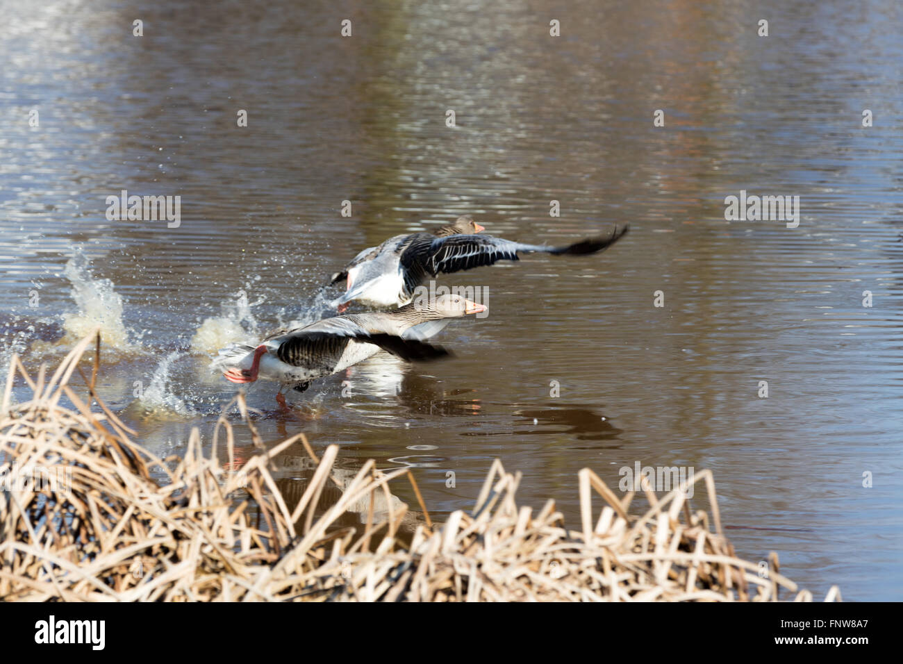 Away from water hi-res stock photography and images - Alamy