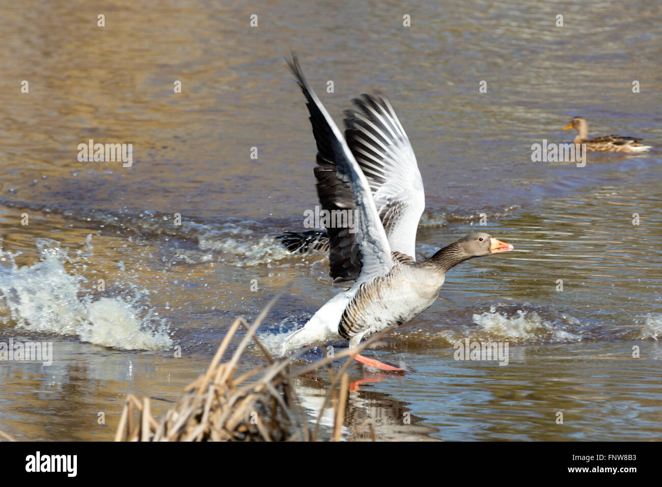 Goose taking off from water Stock Photo - Alamy