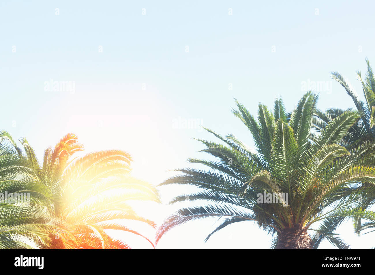 palm tree on blue Stock Photo - Alamy